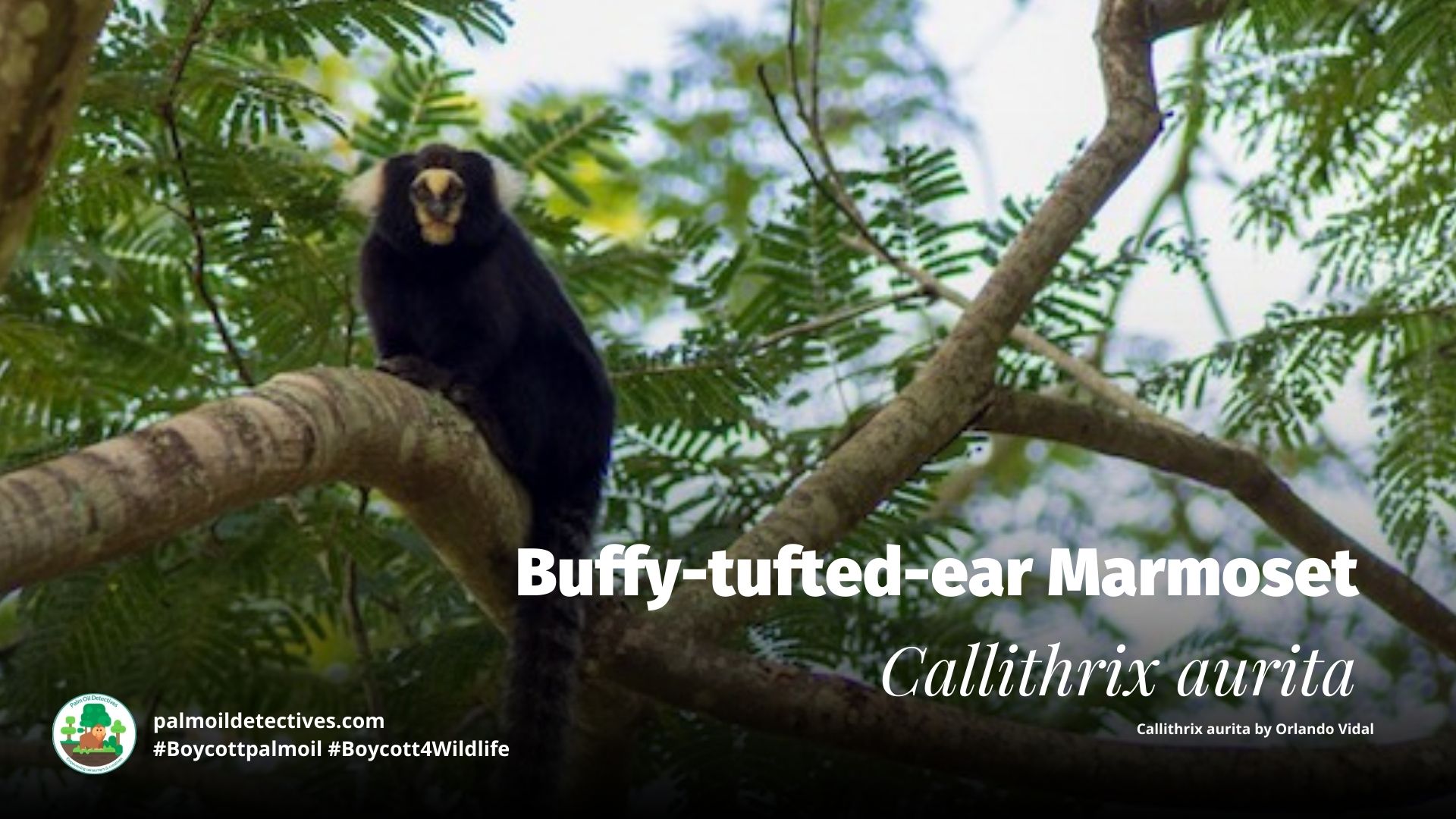 Buffy-tufted-ear Marmoset Callithrix aurita – Palm Oil Detectives