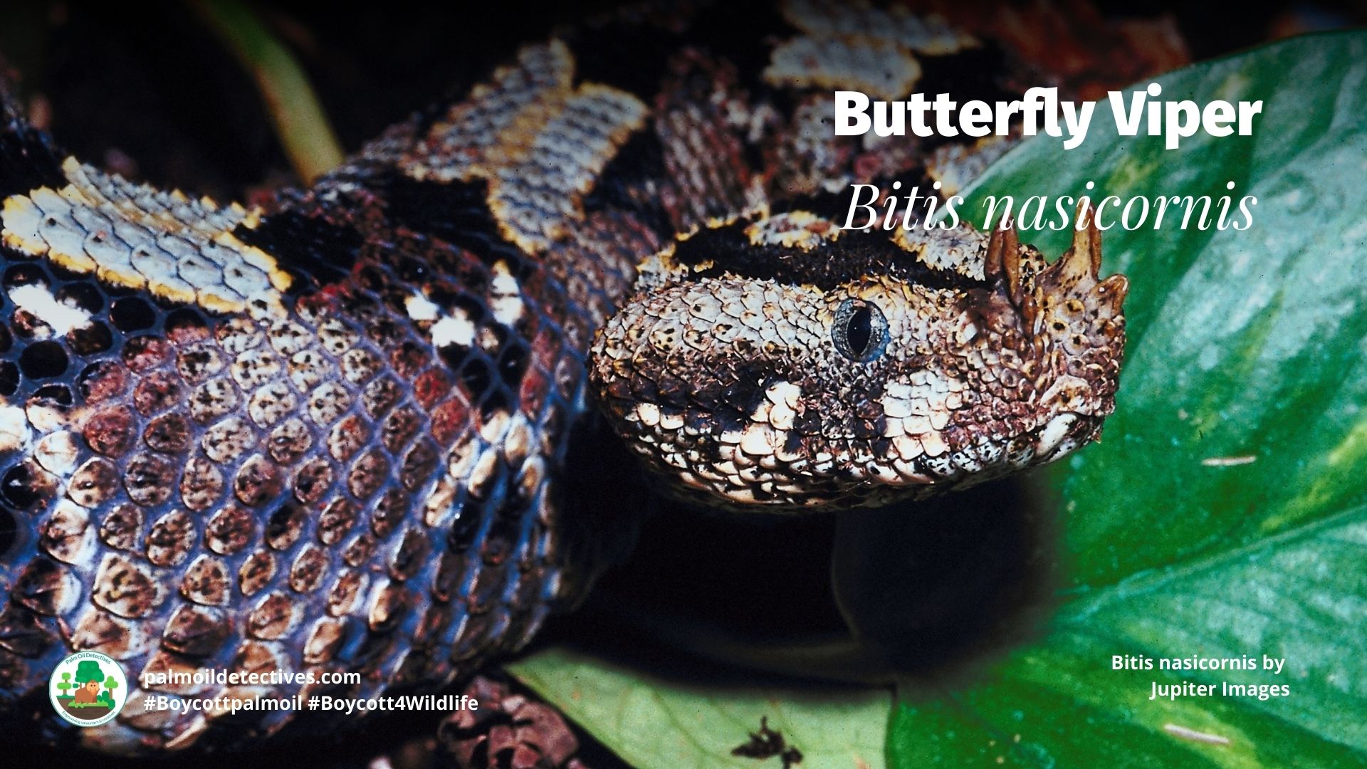 Butterfly Viper Bitis nasicornis – Palm Oil Detectives