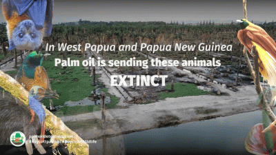 Papuan Eagle Harpyopsis novaeguineae – Palm Oil Detectives