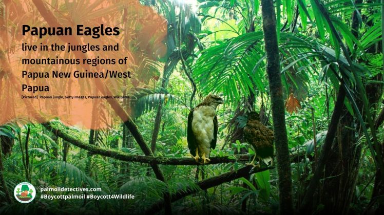 Papuan Eagle Harpyopsis novaeguineae – Palm Oil Detectives
