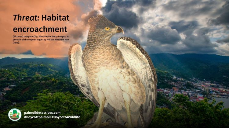 Papuan Eagle Harpyopsis novaeguineae – Palm Oil Detectives