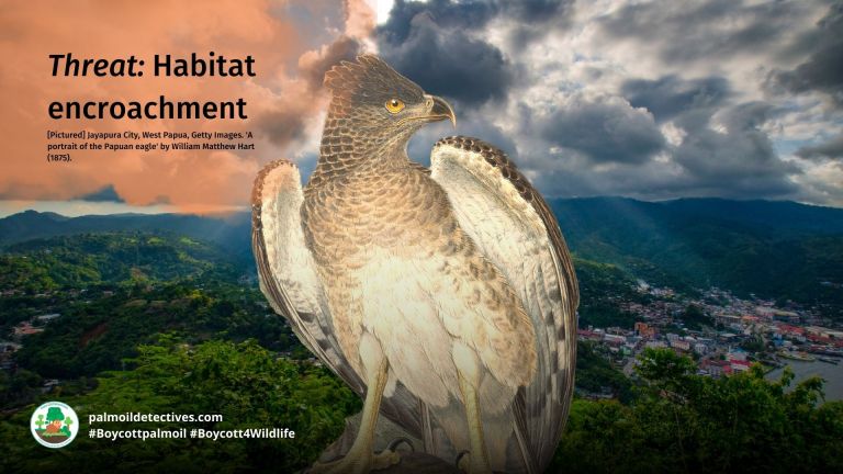 Papuan Eagle Harpyopsis novaeguineae – Palm Oil Detectives