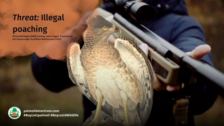 Papuan Eagle Harpyopsis novaeguineae – Palm Oil Detectives