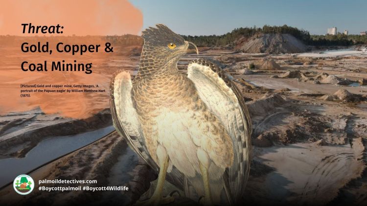 Papuan Eagle Harpyopsis novaeguineae – Palm Oil Detectives