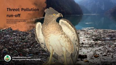 Papuan Eagle Harpyopsis novaeguineae – Palm Oil Detectives