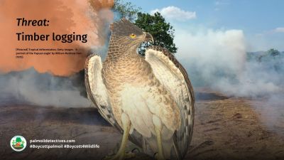 Papuan Eagle Harpyopsis novaeguineae – Palm Oil Detectives