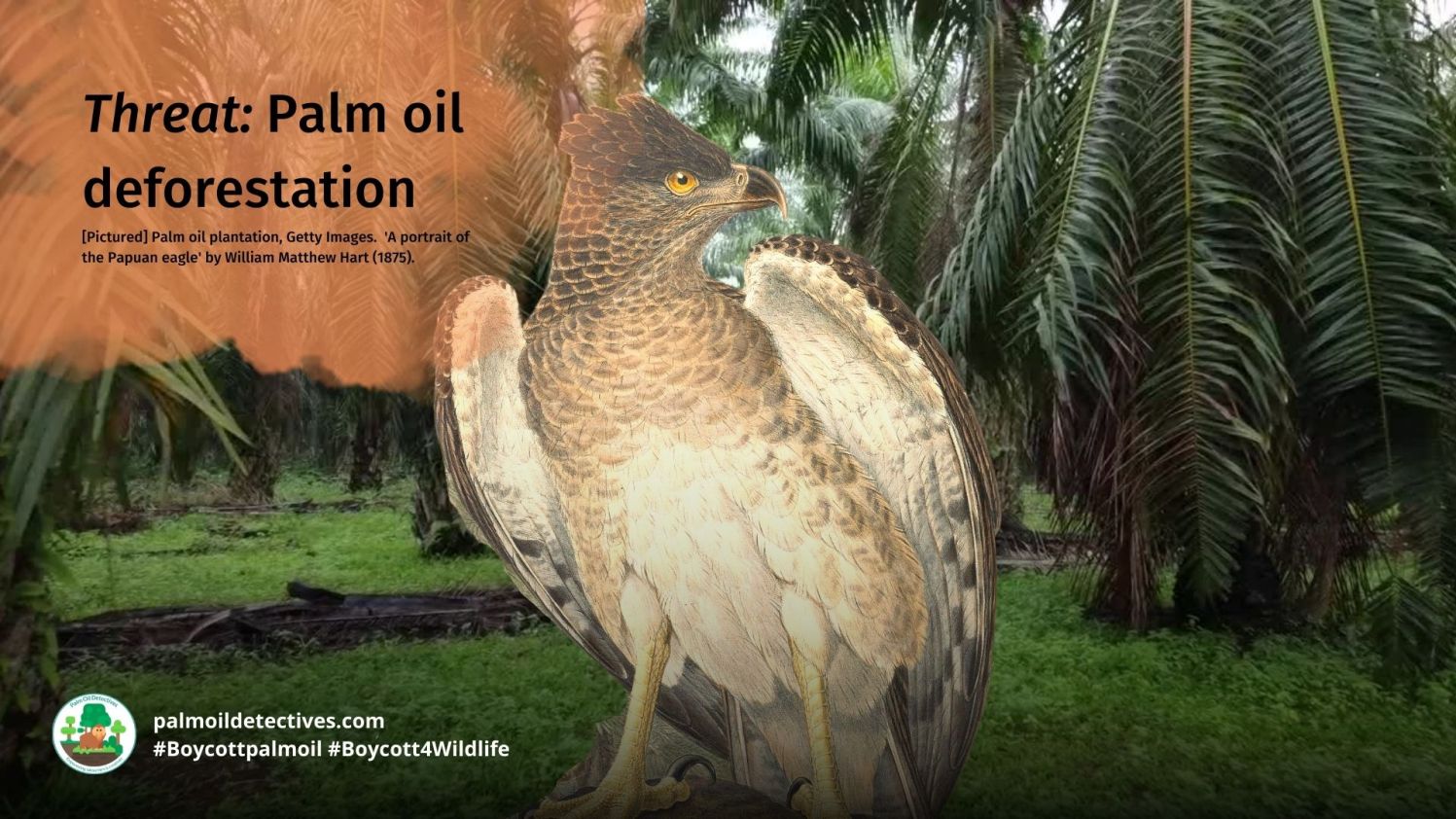 Papuan Eagle Harpyopsis novaeguineae – Palm Oil Detectives