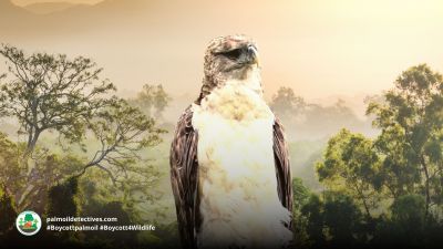 Papuan Eagle Harpyopsis novaeguineae – Palm Oil Detectives