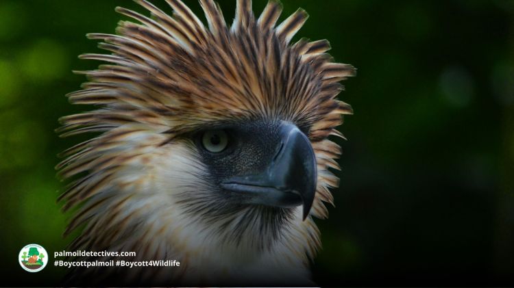 Philippine Eagle Pithecophaga jefferyi – Palm Oil Detectives