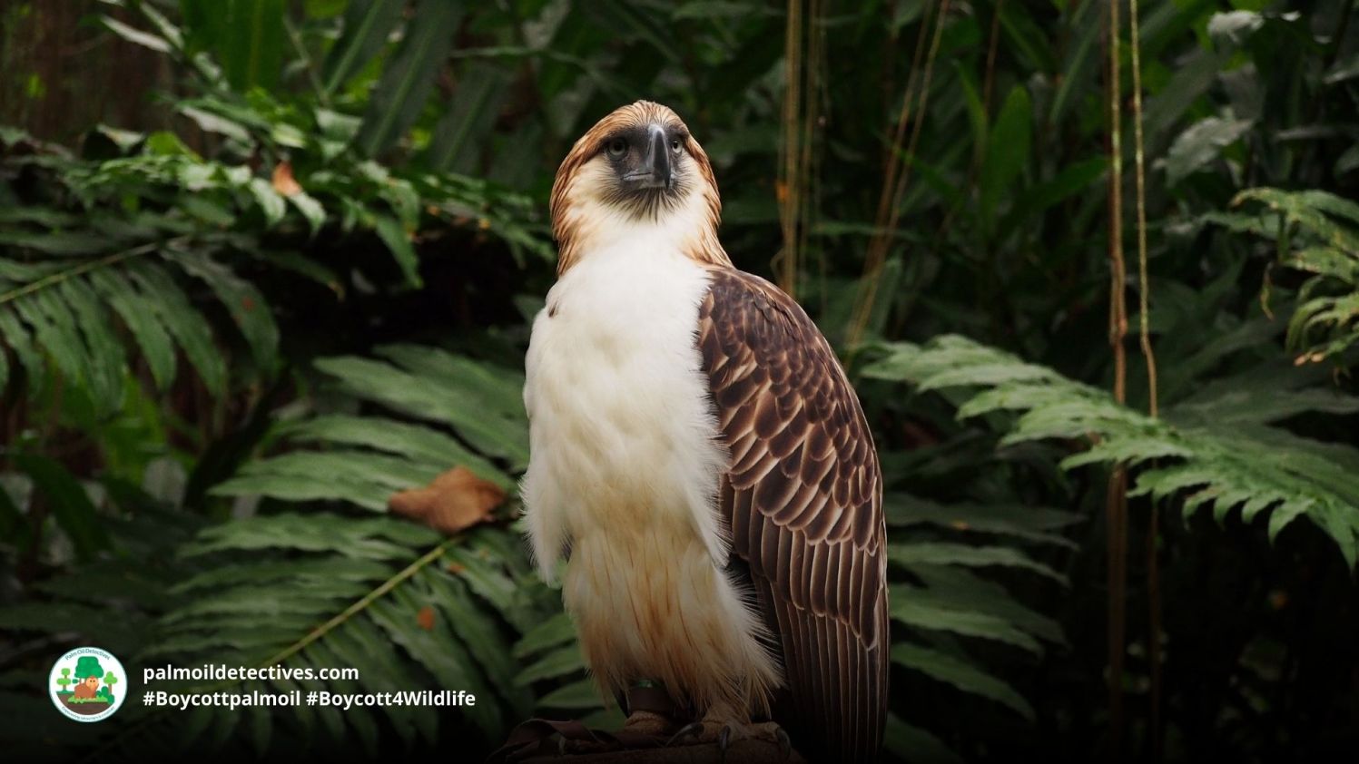 Philippine Eagle Pithecophaga jefferyi – Palm Oil Detectives