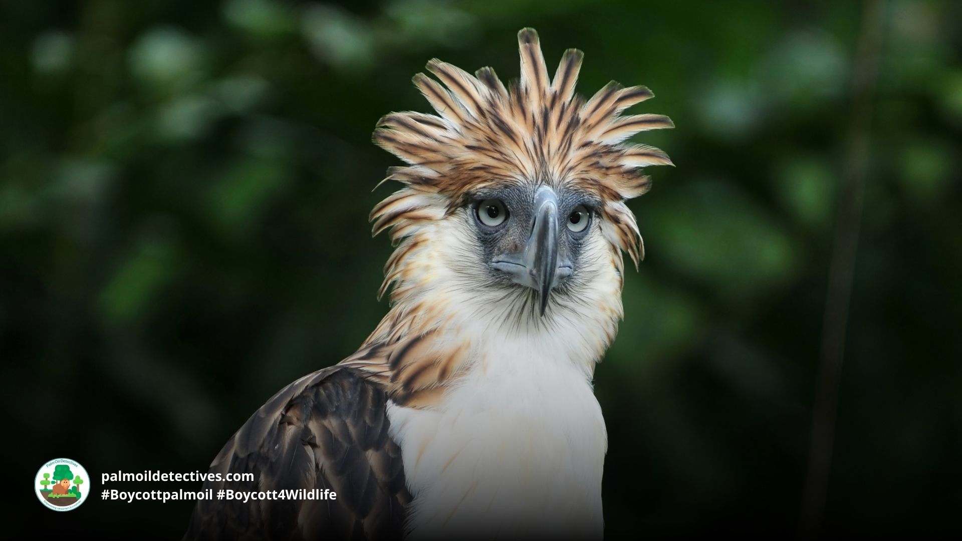 Philippine Eagle Pithecophaga jefferyi – Palm Oil Detectives