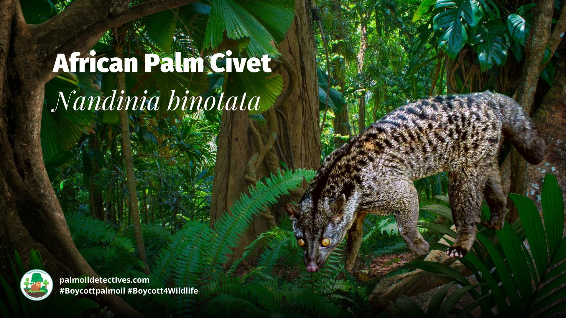 African Palm Civet Nandinia binotata – Palm Oil Detectives