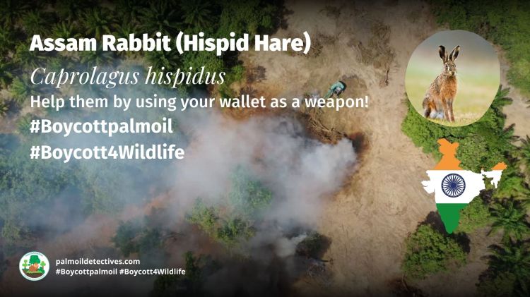 Assam Rabbit (Hispid Hare) Caprolagus hispidus – Palm Oil Detectives