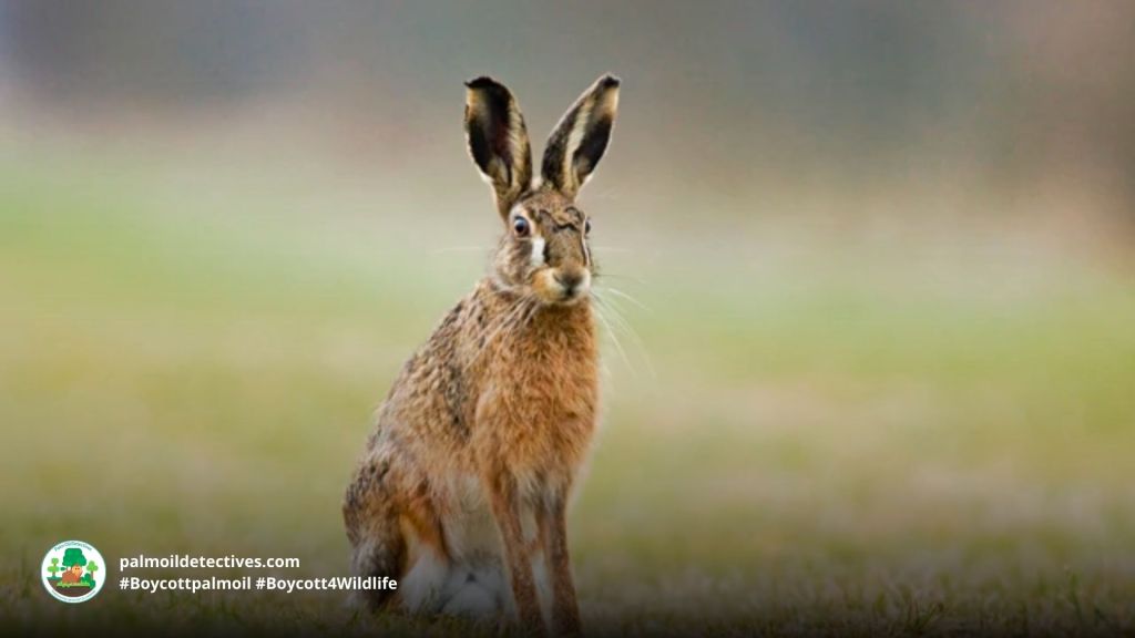 Assam Rabbit (Hispid Hare) Caprolagus hispidus – Palm Oil Detectives