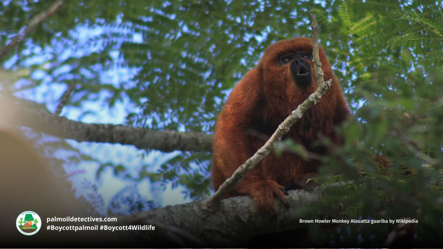 Brown Howler Monkey Alouatta guariba – Palm Oil Detectives