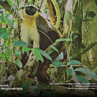 Africa: Species Endangered by Palm Oil Deforestation – Palm Oil Detectives