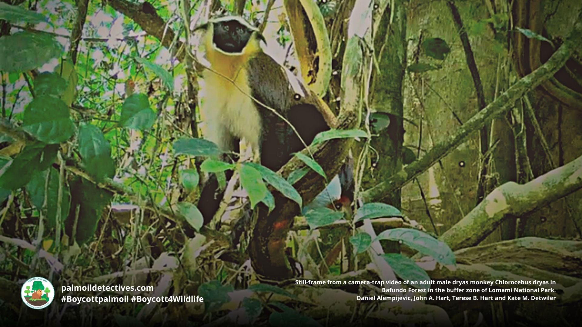 Dryas Monkey Chlorocebus dryas – Palm Oil Detectives
