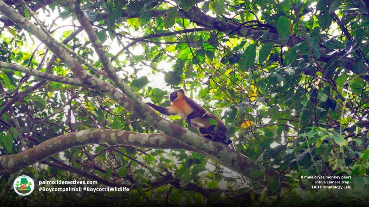 Dryas Monkey Chlorocebus dryas – Palm Oil Detectives