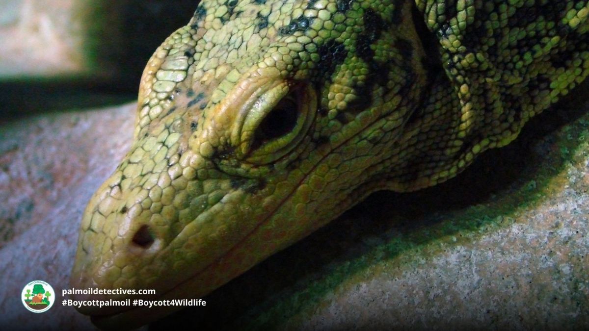 Quince Monitor (Banggai Island Monitor) Varanus melinus – Palm Oil ...