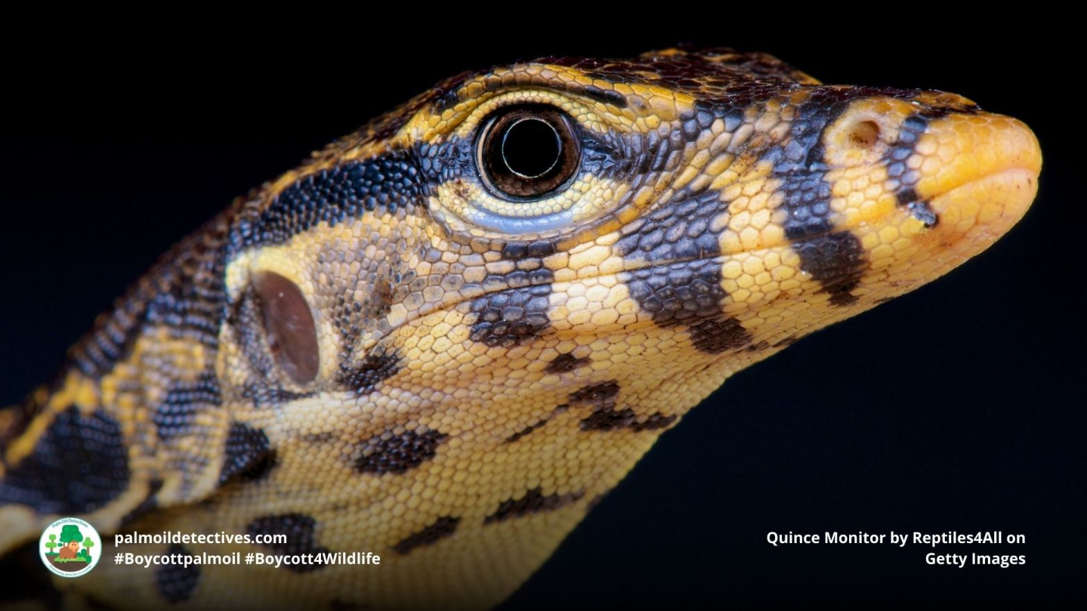 Quince Monitor (Banggai Island Monitor) Varanus melinus – Palm Oil ...