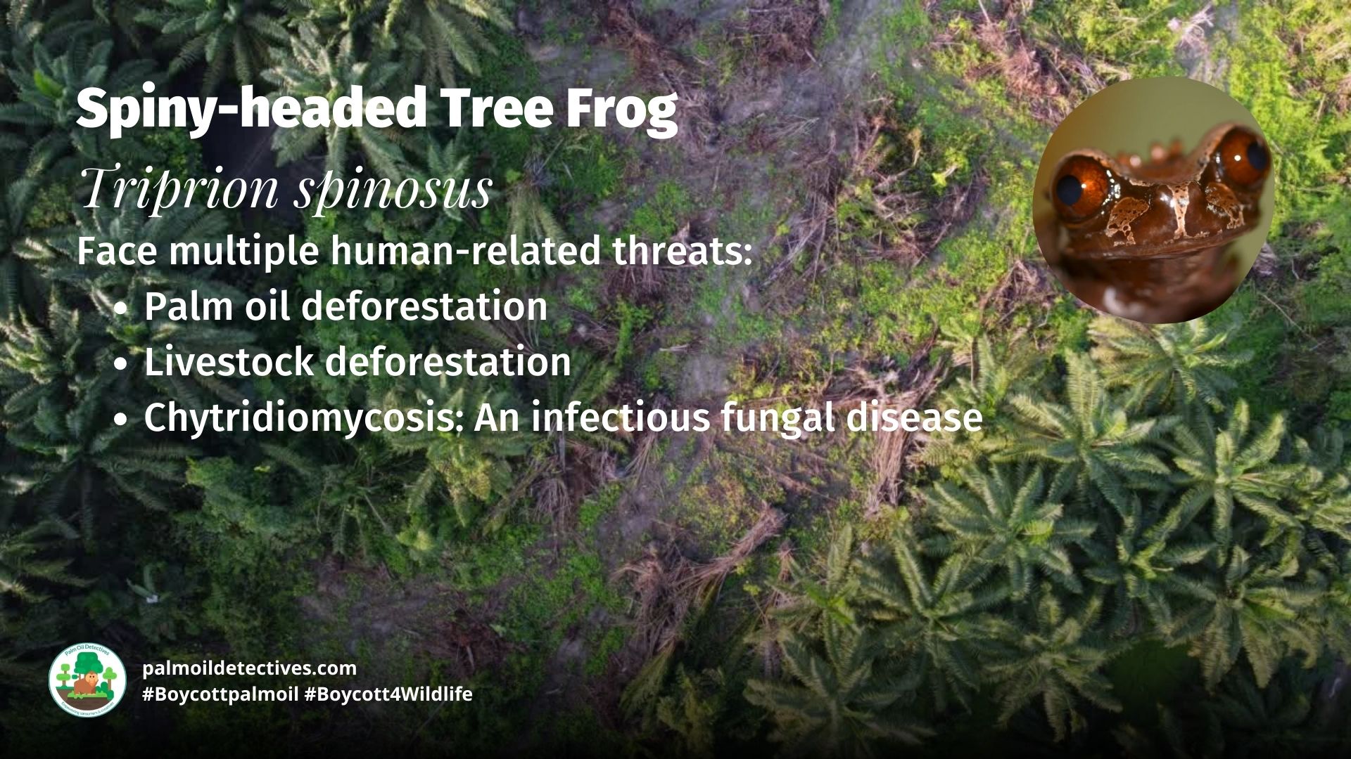 Spiny-headed Tree Frog Triprion spinosus – Palm Oil Detectives
