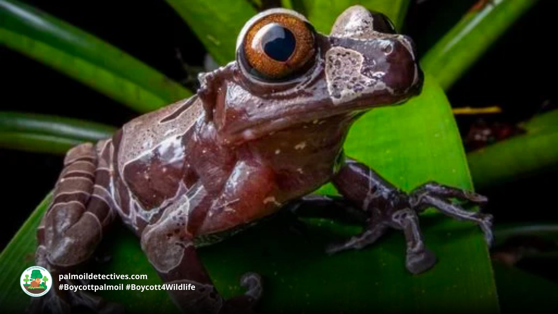 Spiny-headed Tree Frog Triprion spinosus - Palm Oil Detectives