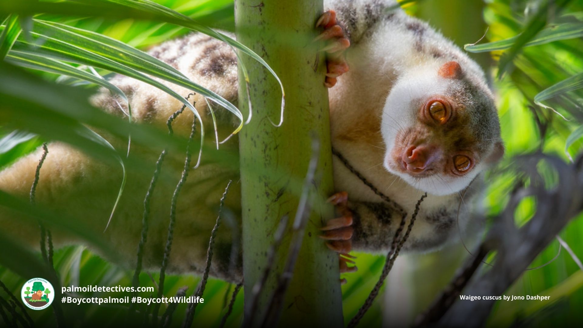 Waigeo Cuscus Spilocuscus papuensis – Palm Oil Detectives