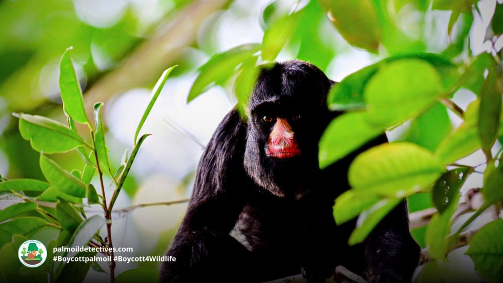 White-Nosed Saki Chiropotes albinasus – Palm Oil Detectives