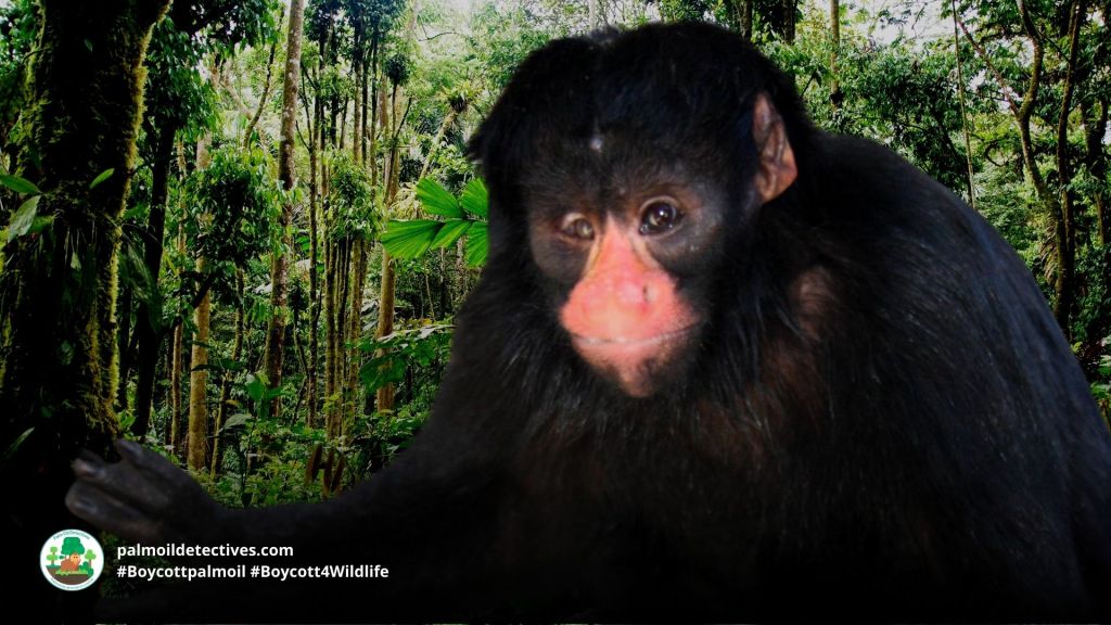 White-Nosed Saki Chiropotes albinasus – Palm Oil Detectives