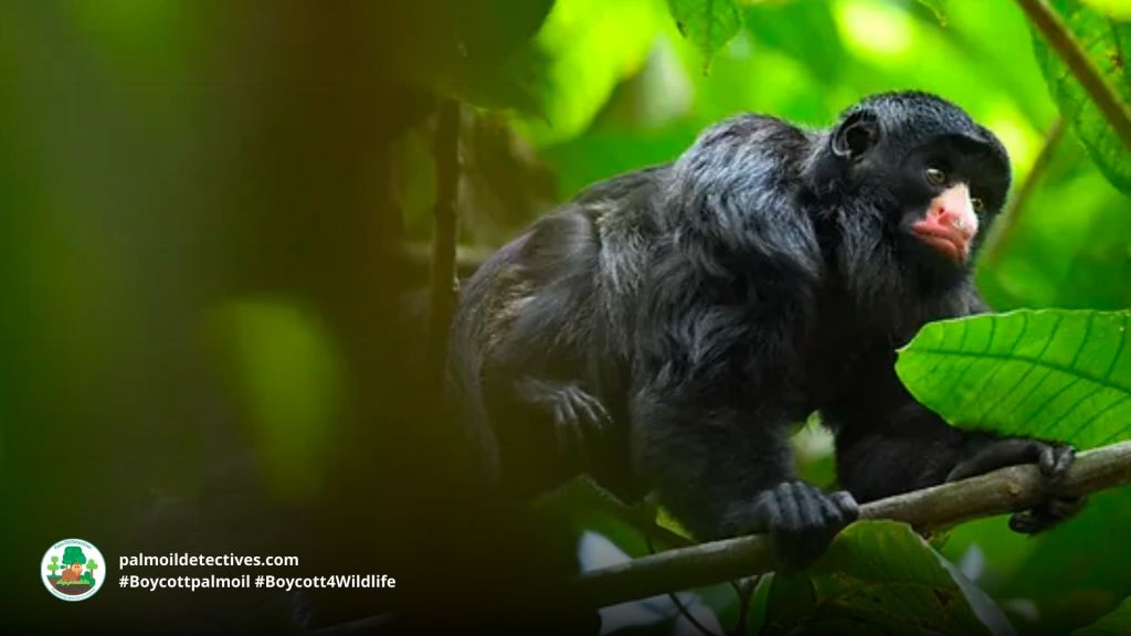 White-Nosed Saki Chiropotes albinasus – Palm Oil Detectives