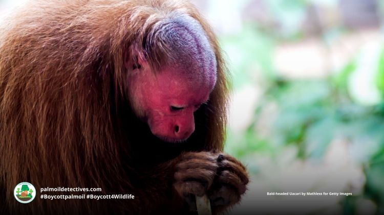 Bald-headed Uacari Cacajao calvus – Palm Oil Detectives