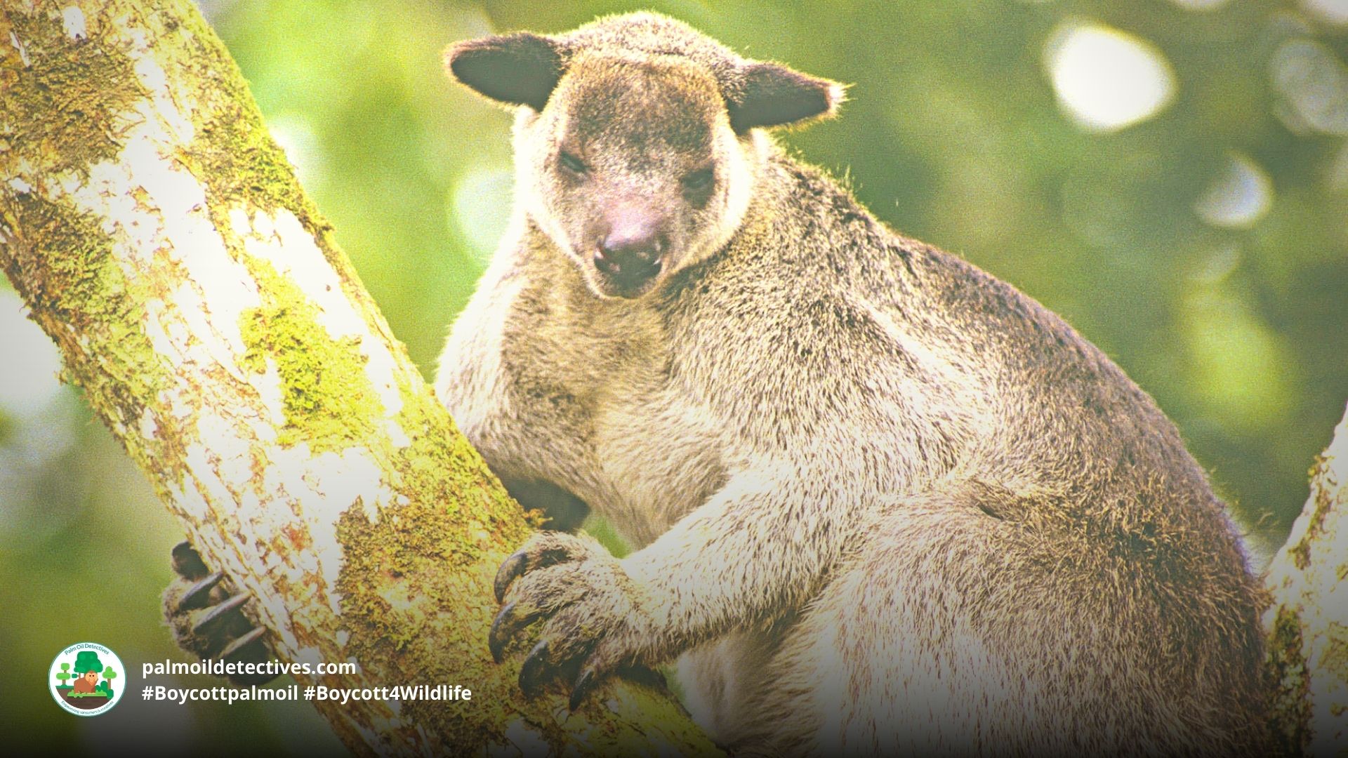 Grizzled Tree Kangaroo Dendrolagus inustus – Palm Oil Detectives