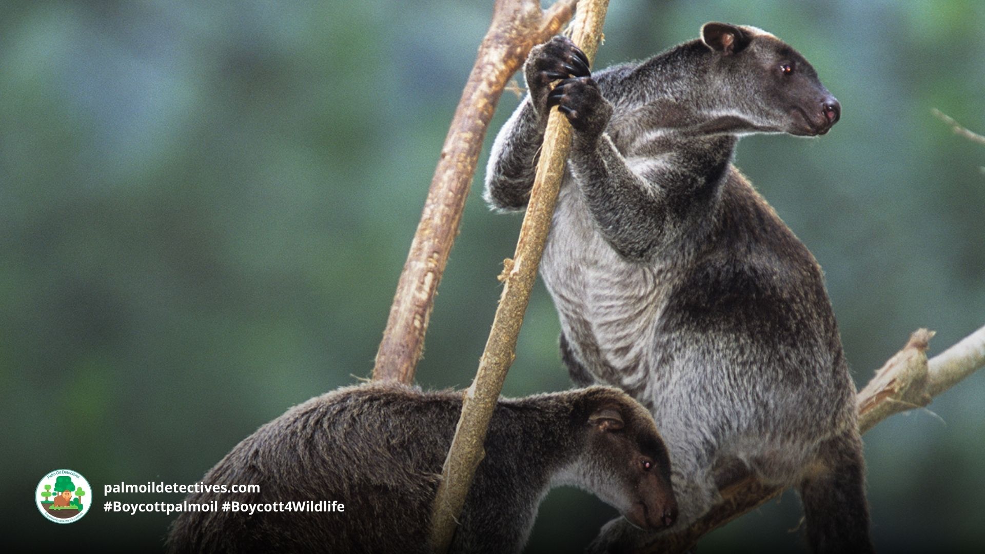 Grizzled Tree Kangaroo Dendrolagus inustus – Palm Oil Detectives
