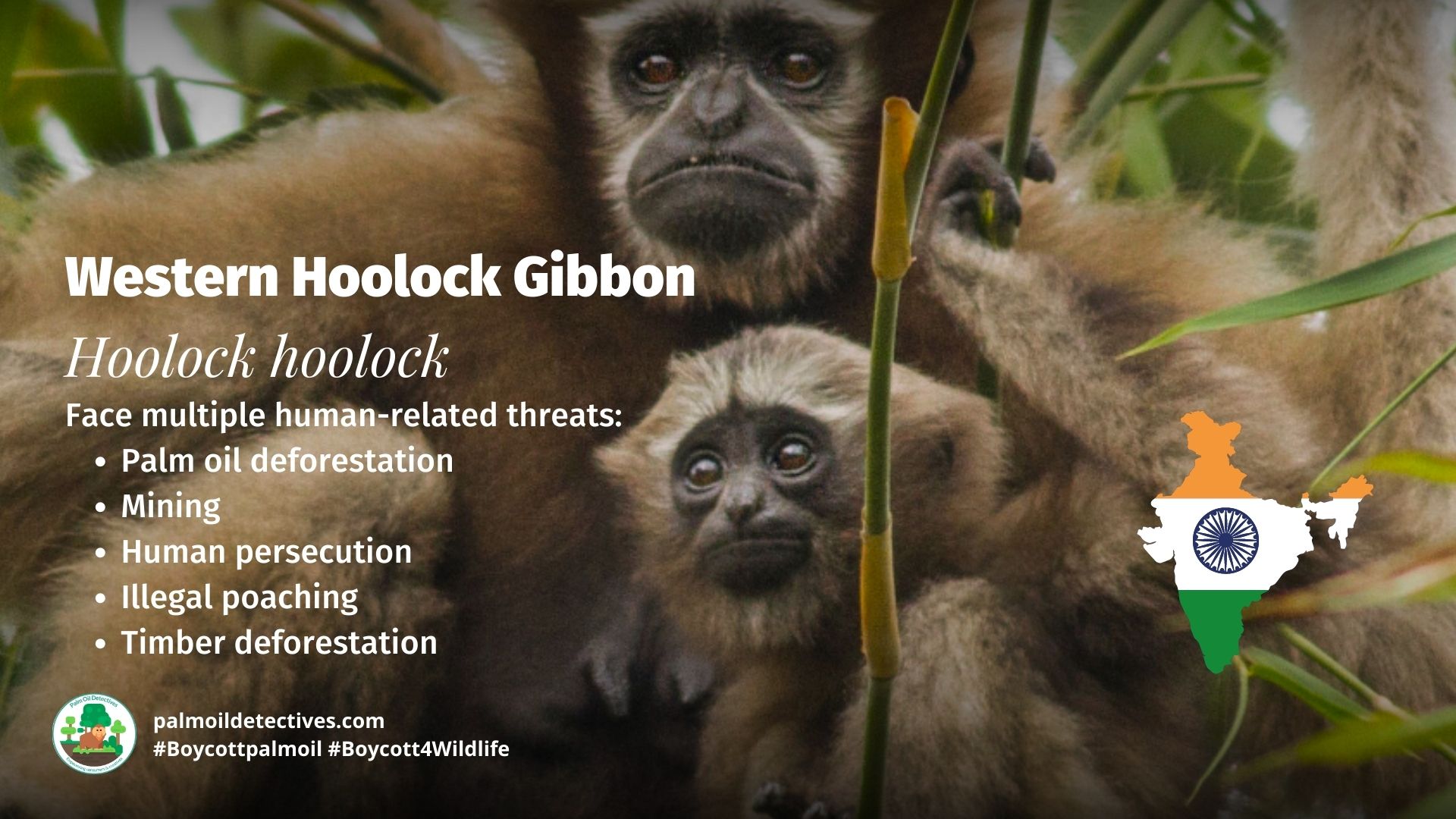 Western Hoolock Gibbon Hoolock hoolock – Palm Oil Detectives