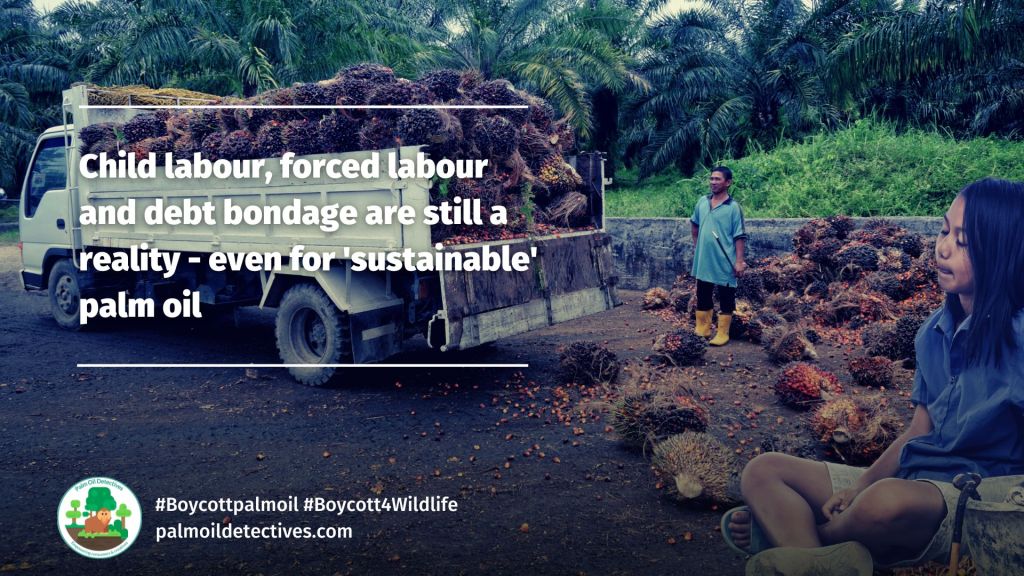 Child Labour and Debt Bondage: A Reality For ‘Sustainable’ Palm Oil ...
