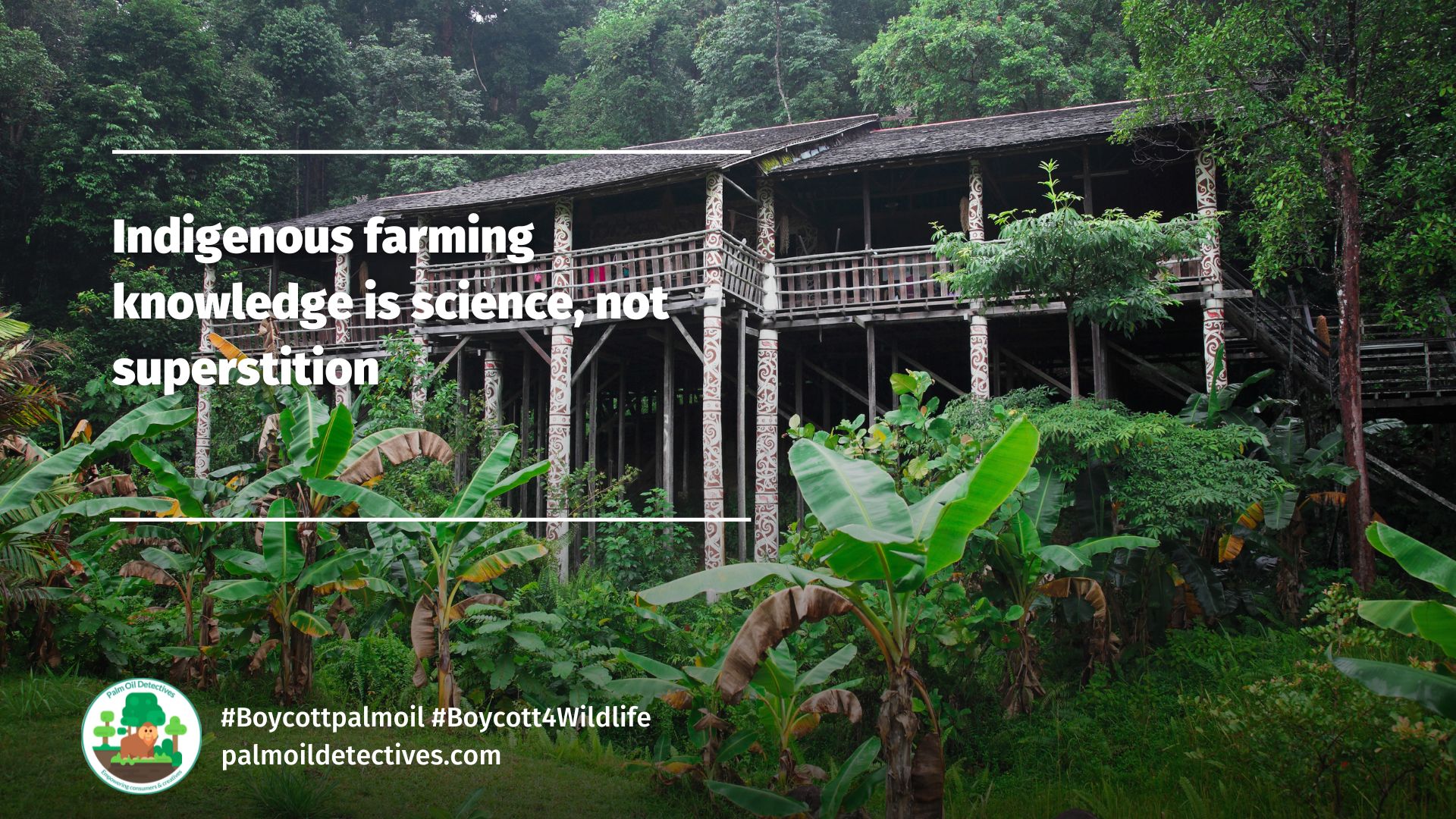 Indigenous Farming: Science, Not Superstition – Palm Oil Detectives