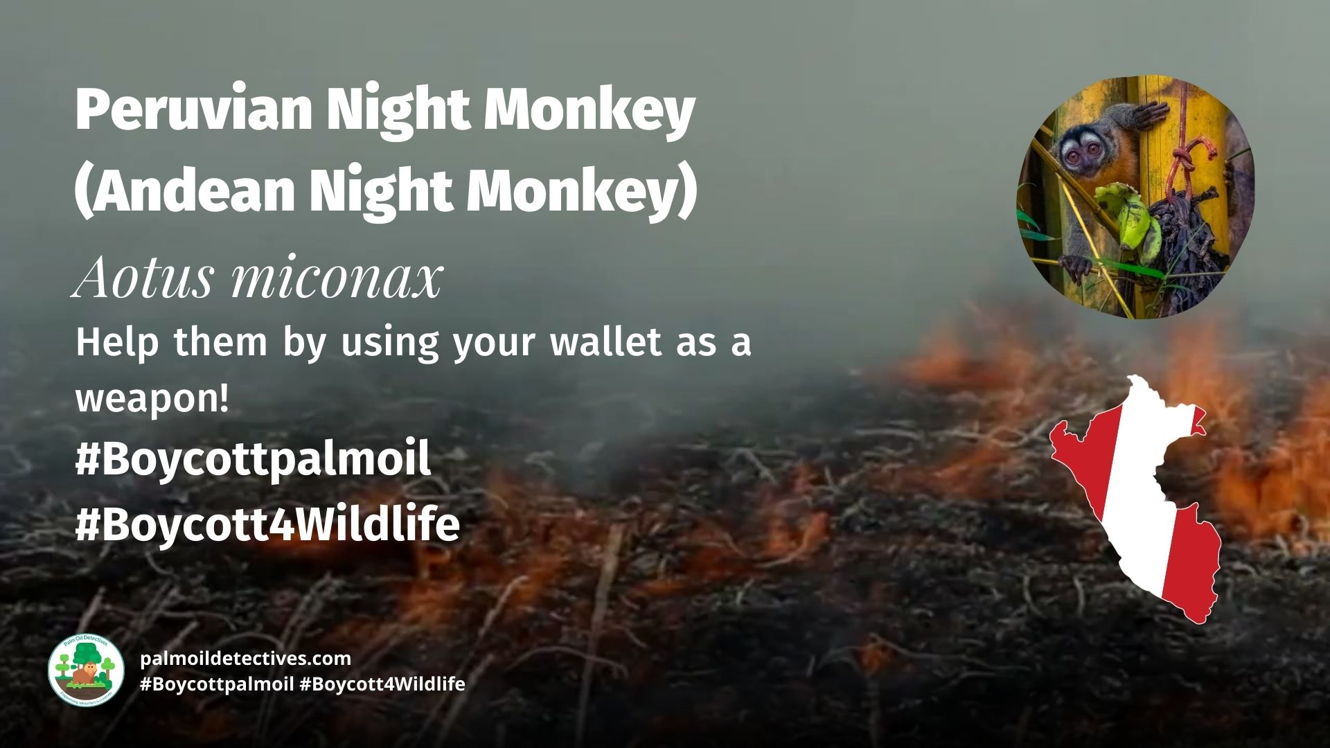 Andean Night Monkey Aotus miconax – Palm Oil Detectives