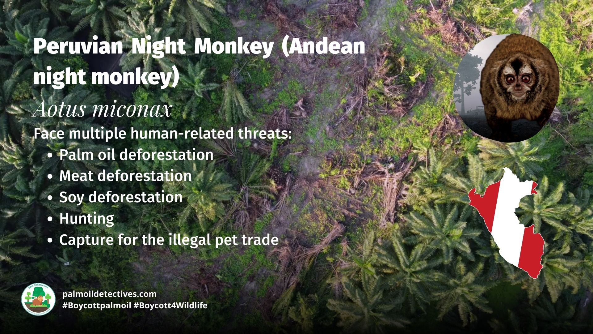 Andean Night Monkey Aotus miconax – Palm Oil Detectives