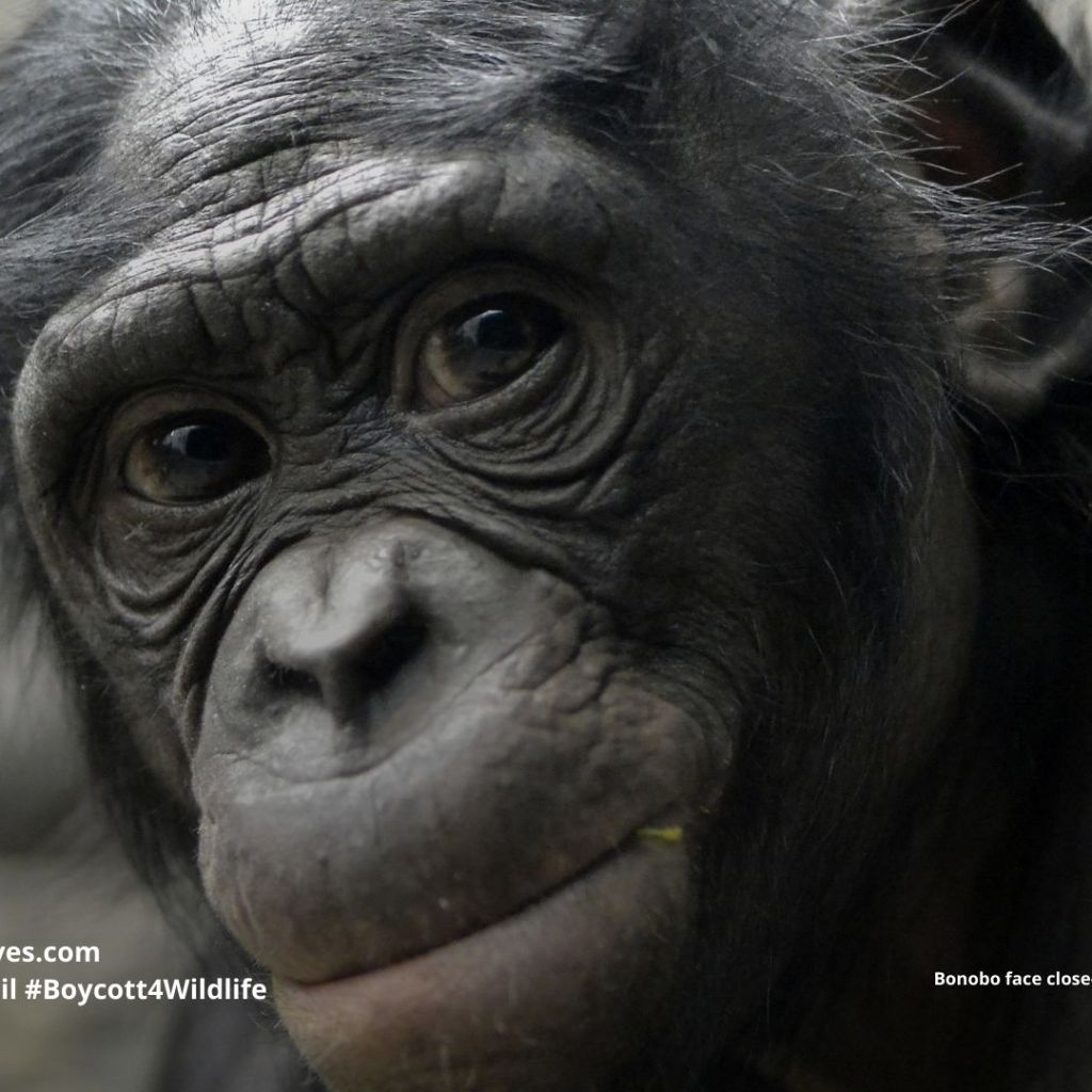Africa: Species Endangered by Palm Oil Deforestation – Palm Oil Detectives