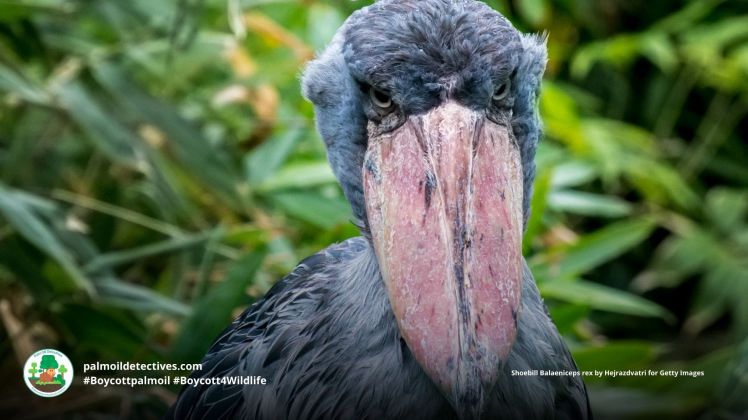 Shoebill Balaeniceps rex – Palm Oil Detectives