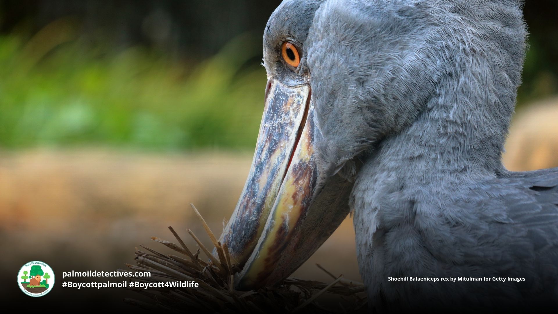 Shoebill Balaeniceps rex – Palm Oil Detectives