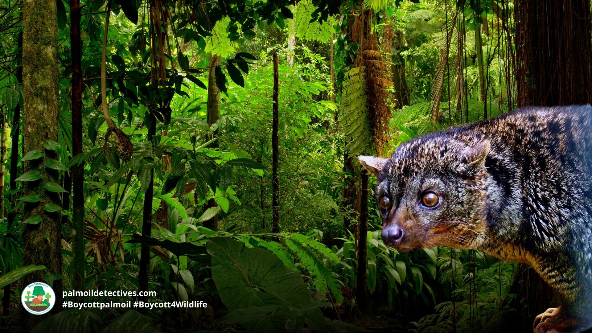 African Palm Civet Nandinia binotata – Palm Oil Detectives