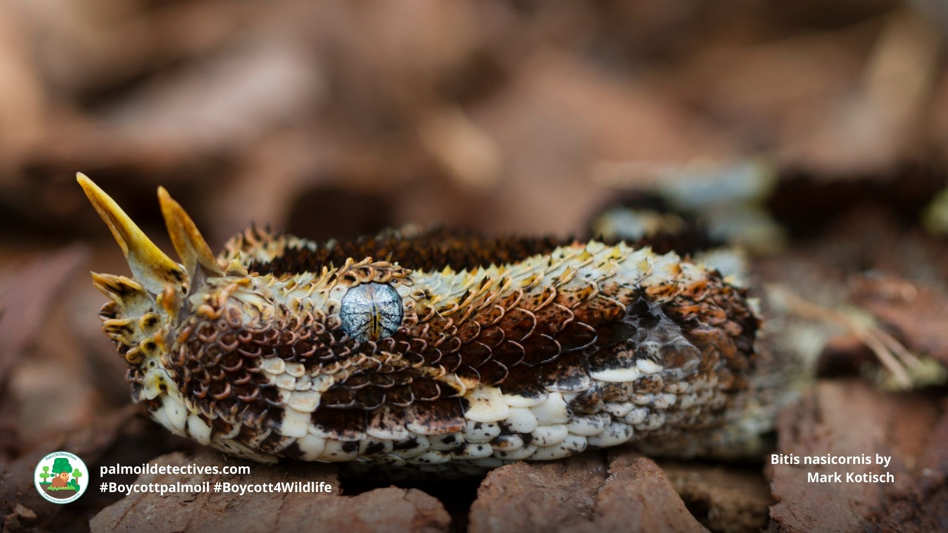 Butterfly Viper Bitis nasicornis – Palm Oil Detectives