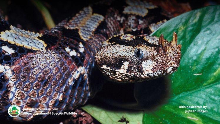Butterfly Viper Bitis nasicornis – Palm Oil Detectives