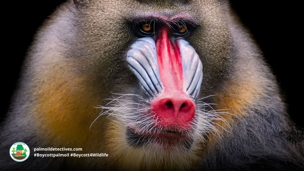 Mandrill Mandrillus sphinx – Palm Oil Detectives
