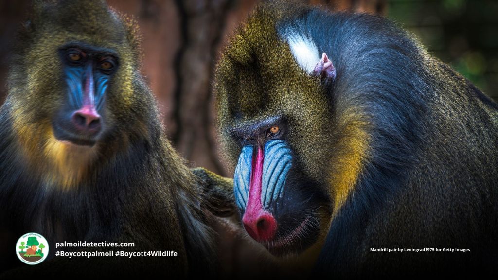 Mandrill Mandrillus sphinx – Palm Oil Detectives