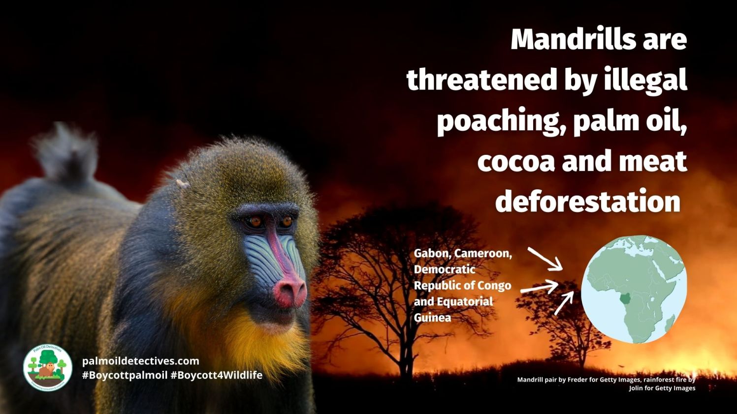 Mandrill Mandrillus sphinx – Palm Oil Detectives