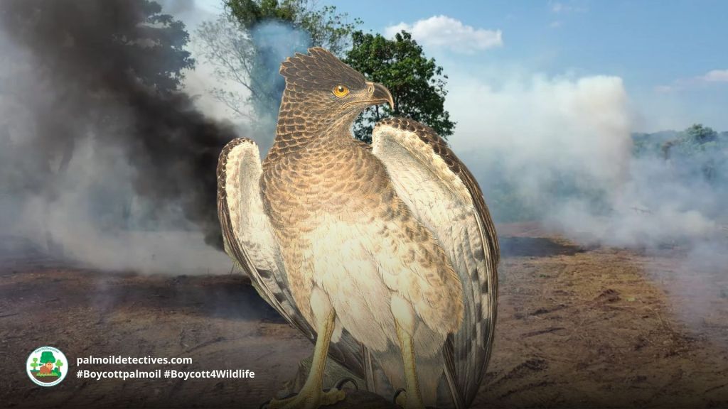 Papuan Eagle Harpyopsis novaeguineae – Palm Oil Detectives