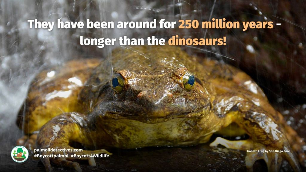 Goliath Frog Conraua goliath – Palm Oil Detectives