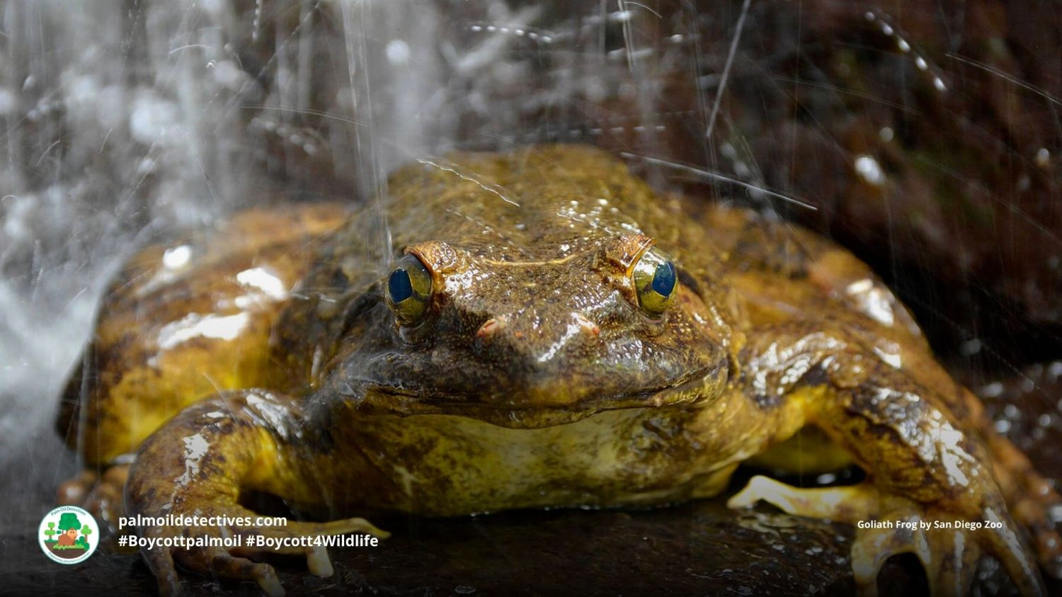 Goliath Frog Conraua goliath - Palm Oil Detectives